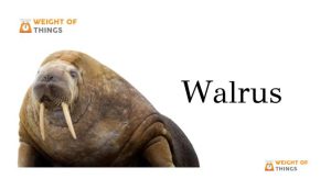 The Big List: Things That Weigh One Ton 2023 - Weight of Things