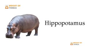 The Big List: Things That Weigh One Ton 2023 - Weight of Things