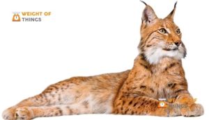 15 Common Things That Weigh 40 Pounds with Images - Weight of Things