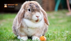 14 Things That Weigh 500 Grams With Images - Weight of Things