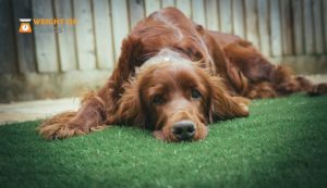 17 Things That Weigh 100 Pounds With Images - Weight of Things