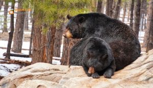 14 Things That Weigh Around 250 Kilograms With Images - Weightofthings