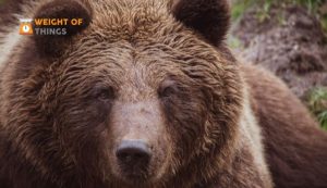 11 Things That Weigh 300 Pounds With Images - Weight of Things