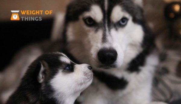 14 Things That Weigh 70 Pounds With Images - Weight of Things