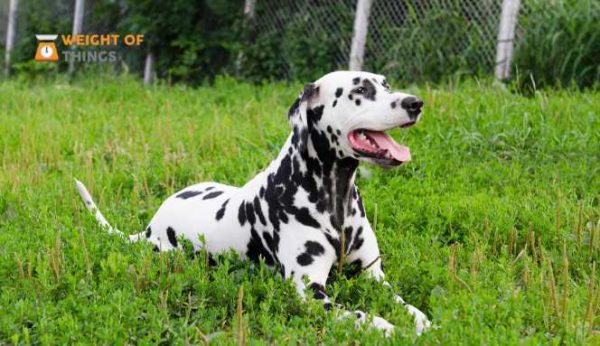 14 Animals That Weigh 150 Pounds With Images - Weight of Things