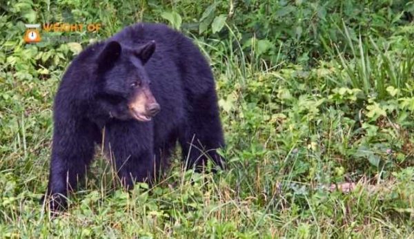 11 Animals That Weigh 300 Pounds With Images - Weight of Things