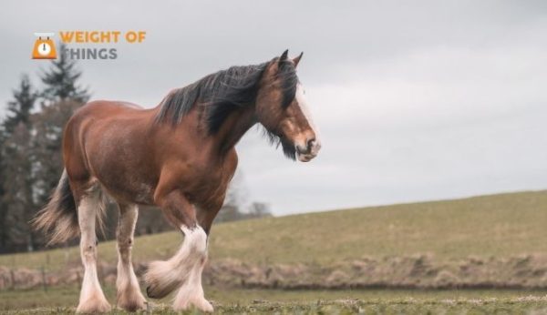 14 Things That Weigh 700 Pounds With Images - Weight of Things