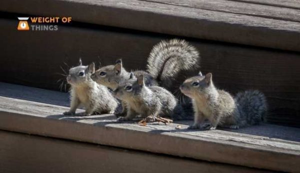 14 Things That Weigh 400 Grams With Images - Weight of Things