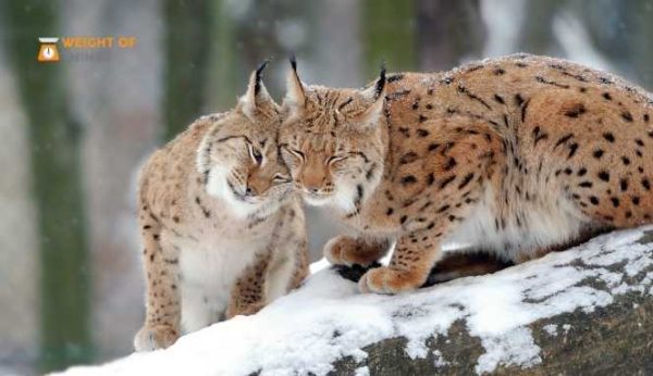 14 Common Items That Weigh 35 Pounds With Images - Weight of Things