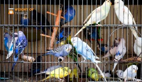 14 Things That Weigh 400 Grams With Images - Weight of Things