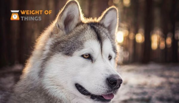 14 Things That Weigh 70 Pounds With Images - Weight of Things