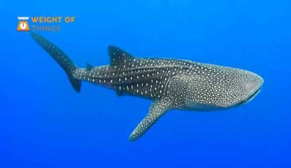 14 Things That Weigh 20 Tons With Images - Weight of Things