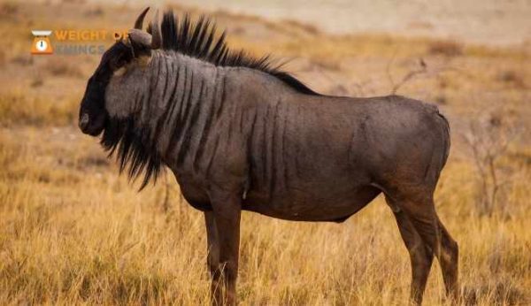 11 Animals That Weigh 300 Pounds With Images - Weight of Things