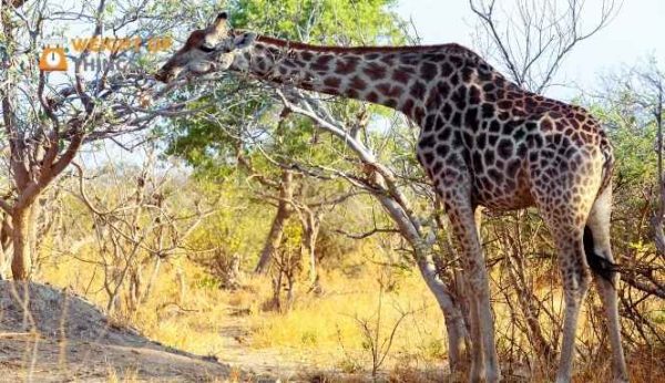 14 Things That Weigh 20 Tons With Images - Weight of Things