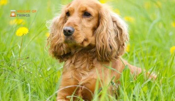 14 Common Items That Weigh 35 Pounds With Images - Weight of Things