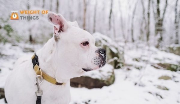 15 Common Things That Weigh 60 Pounds With Images - Weight of Things