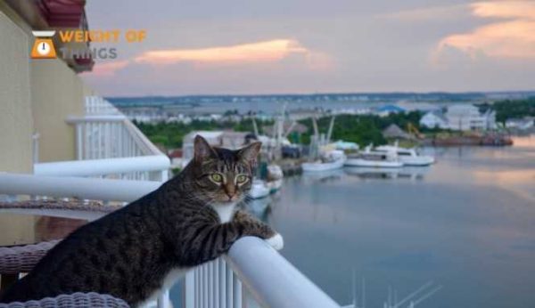 14 Things That Weigh 6 Kilograms With Images - Weight of Things