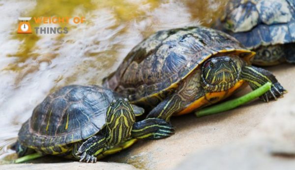 14 Things That Weigh 70 Pounds With Images - Weightofthings