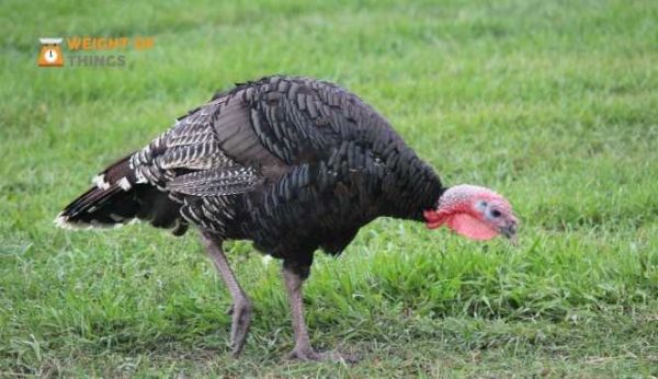 11 Things That Weigh 6 Pounds With Images - Weight of Things