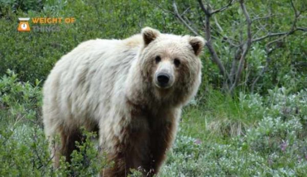 11 Animals That Weigh 300 Pounds With Images - Weight of Things