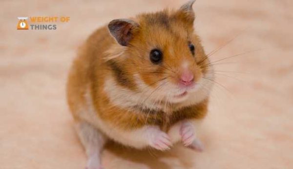 14 Things That Weigh 400 Grams With Images - Weight of Things